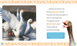 Geese - ABDO Publishing Company