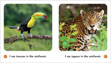 Rainforest Animals - Cherry Lake Publishing Group