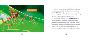 Thank You, Ants - The Child's World