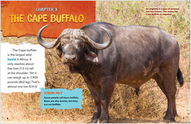 Cape Buffalo - Garrett Book Company