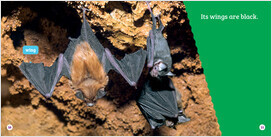 Bumblebee Bats - Garrett Book Company