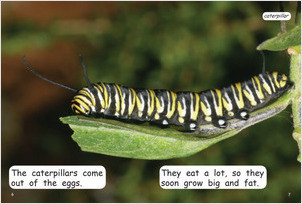 Caterpillar to Butterfly - Lerner Publishing Group