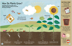 How Do Plants Grow?: An Illustrated Guide - Lerner Publishing Group