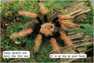 Super Spiders - Lerner Publishing Group