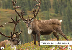 Learn about Reindeer - Lerner Publishing Group
